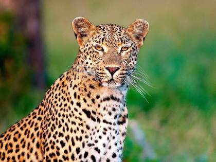 Leopard in Haryana: Big Cat Enters Residential Area in Hisar, Caught ...