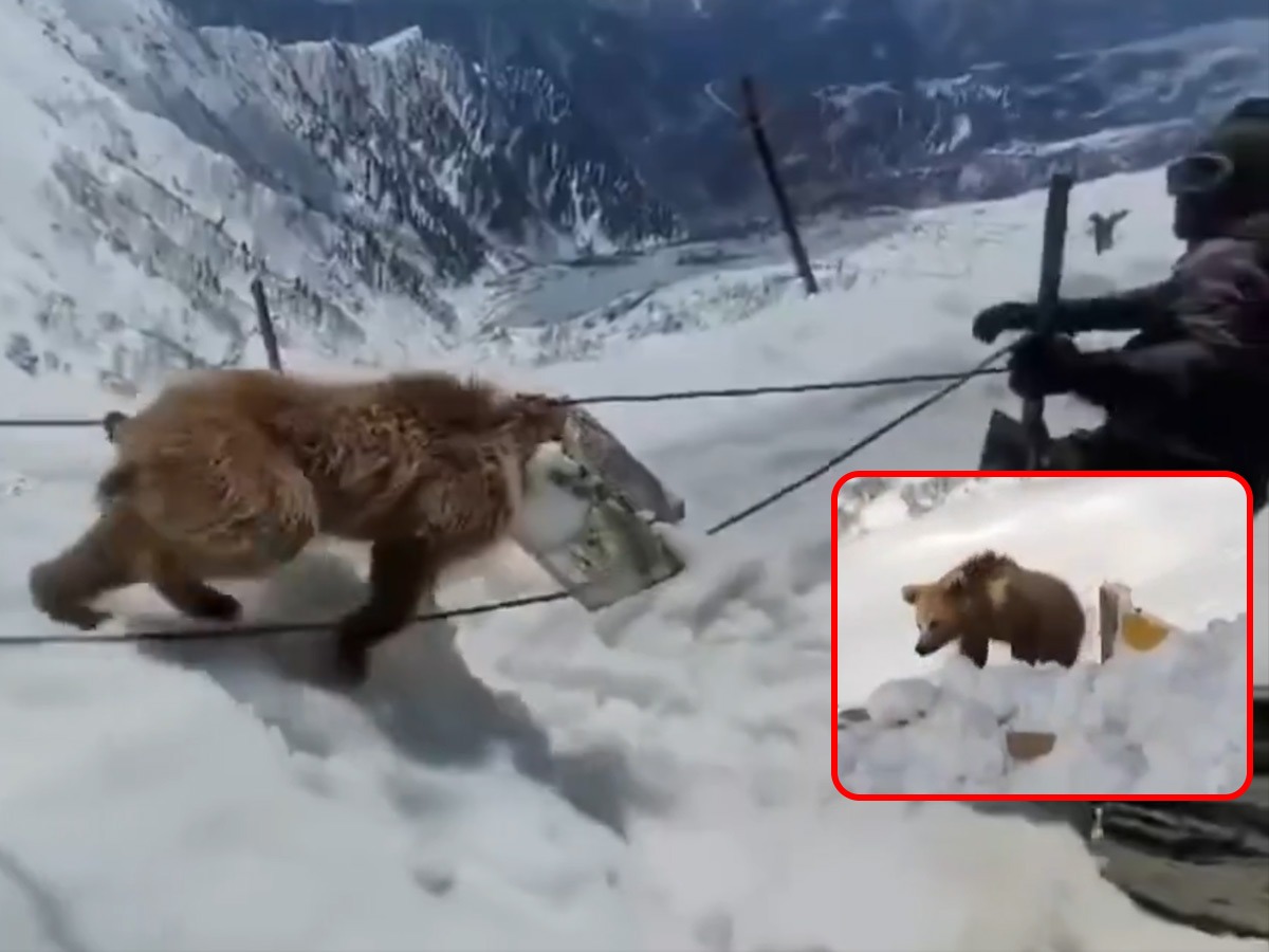 Viral Video: Indian Army Soldiers Rescue Himalayan Brown Bear Cub in ...