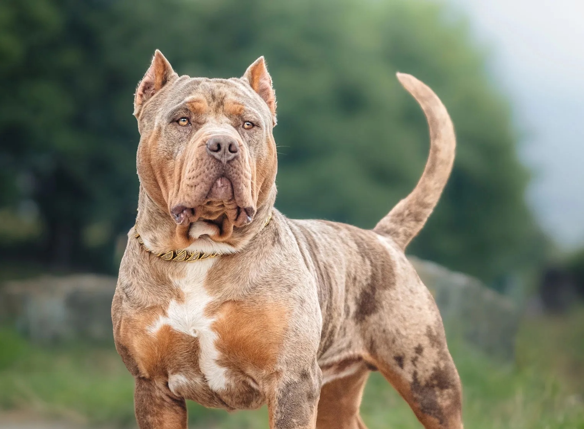 Woman Mauled to Death In London Home By Her Registered XL Bullies - www ...