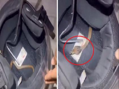 Viral Video: King Cobra Found Hiding Inside Helmet, Allegedly Bites ...