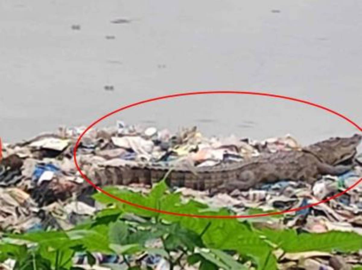 Crocodile in Mumbai: Predator Spotted in Mithi River Near BKC; Video ...