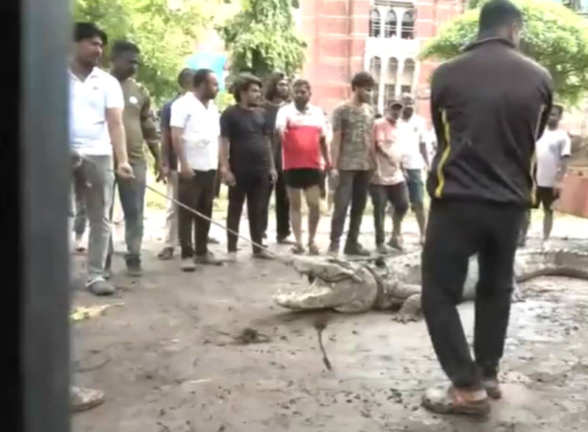 Gujarat Rains: Crocodile Rescued by Forest Department From Maharaja Sayajirao University of ...
