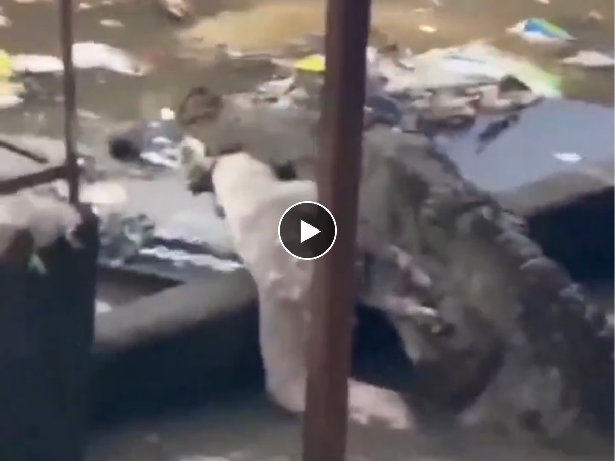 Gujarat Rains: Crocodile Spotted Roaming Flooded Streets of Vadodara with Dog in Its Jaws (Watch ...