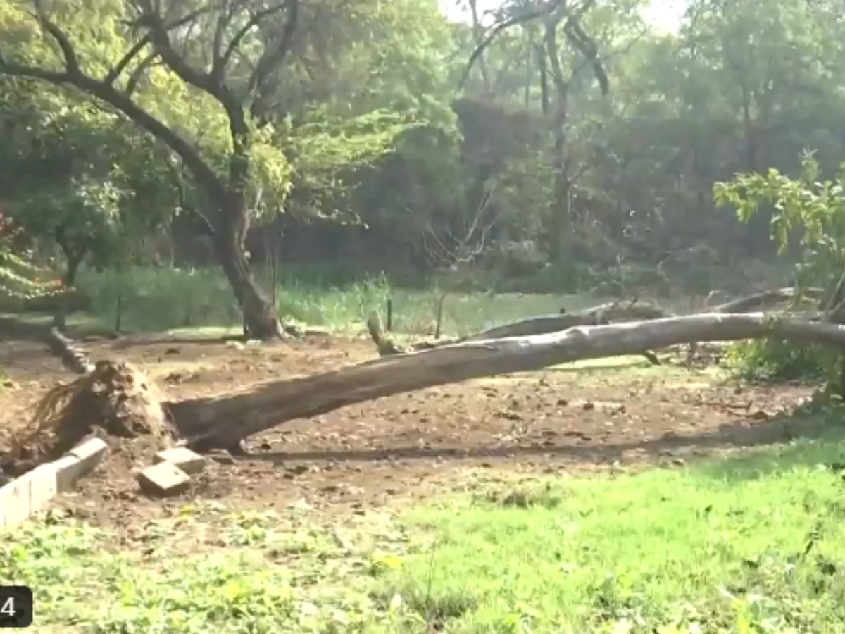 Delhi Earthquake: 25-Year-Old Tree Uprooted at Dhaula Kuan’s Jheel Park ...