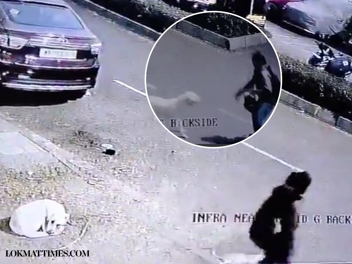 Dog Attack in Thane: 10–15 Stray Dogs Chase 7-Year-Old Girl in Khoni ...