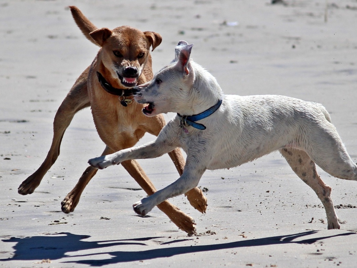 Dog Attacks in Alandi: 51 Dog Bite Cases Spark Outrage Against ...