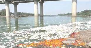 Nanded: Large number of fish found dead on banks of river Godavari ...