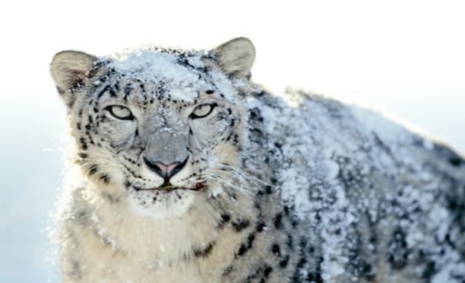 Ladakh Leads with 477 Snow Leopards: A Total of 718 Spread Across the ...