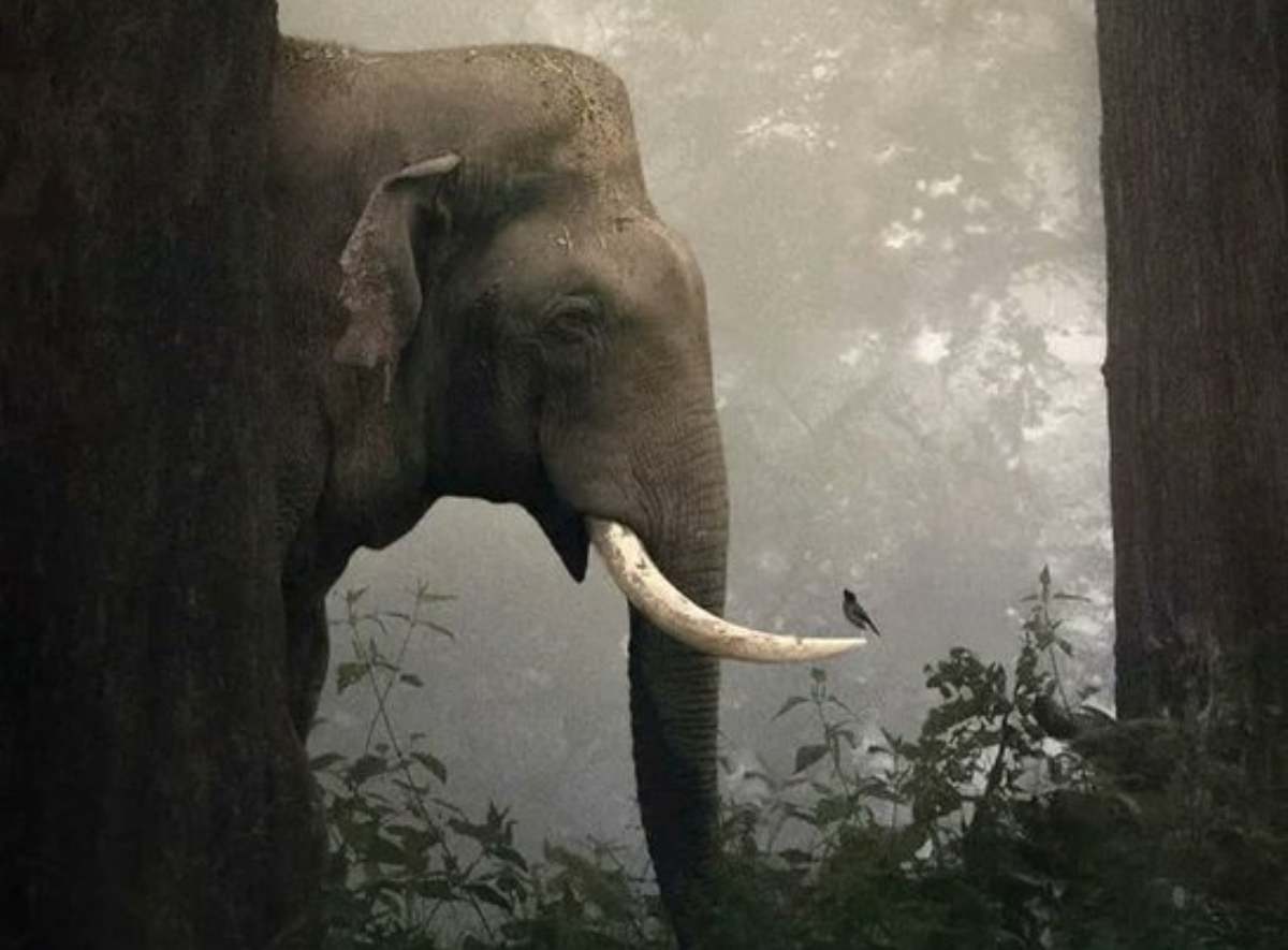 Elephant Attack in Jharkhand: Four of Family Among Six Trampled to ...