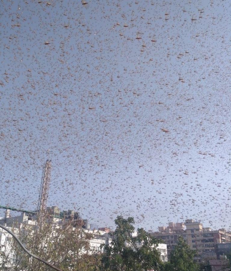 Watch Video! Horrifying videos of Locusts attack in India - www ...