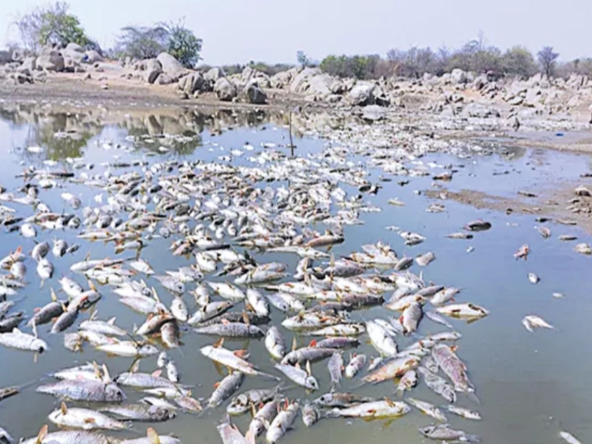 Heatwave in Telangana Leads to Mass Deaths of Fish as Temperature in ...