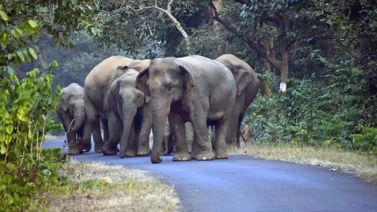 Maharashtra: Elephant reserve mooted in view of growing herd movement ...