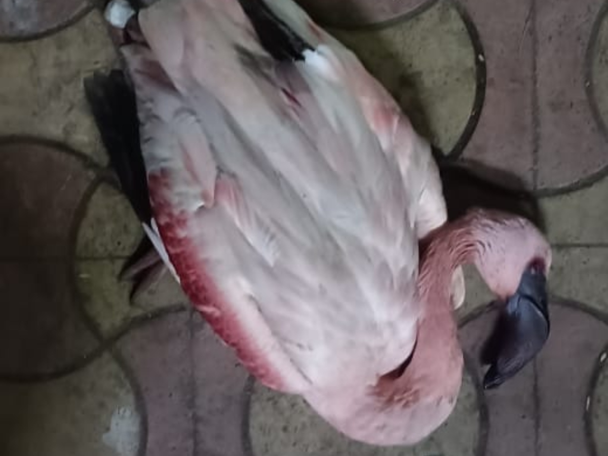 Mumbai: 40 Flamingos Found Dead in Ghatkopar After Hitting Aircraft ...