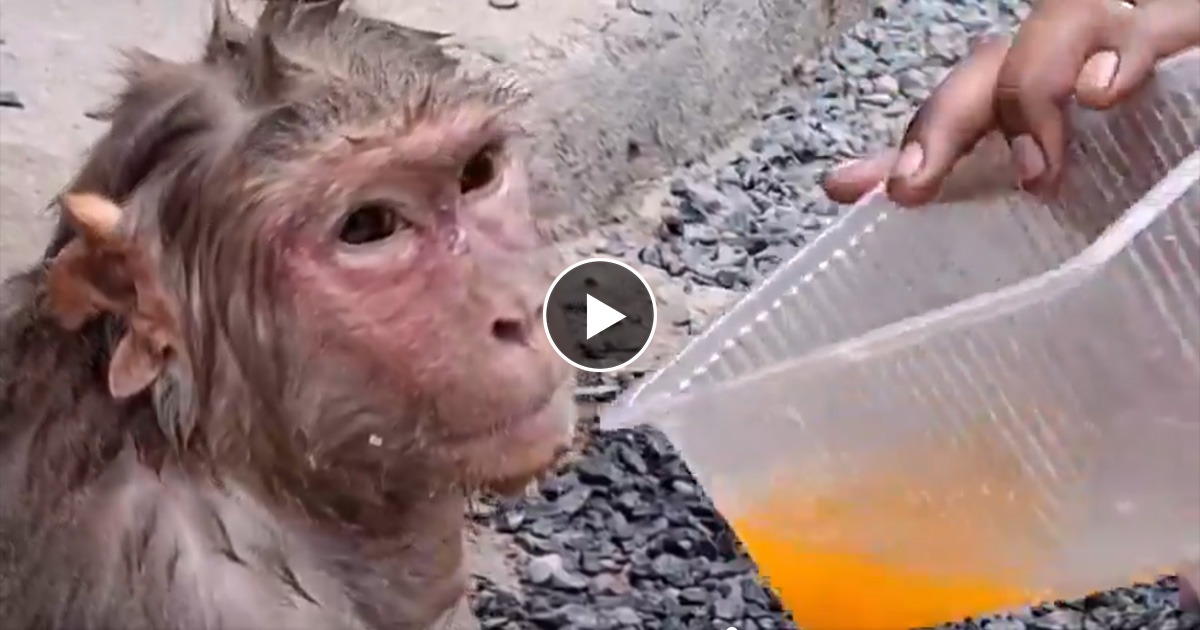 Humanity V/S Heatwave: Watch Heartwarming Video of Passersby Saving ...