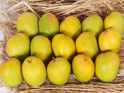Navi Mumbai: Hapus Mangoes Arrive in Vashi Market with Prices Ranging from Rs 7,000 to Rs 12,000 ...