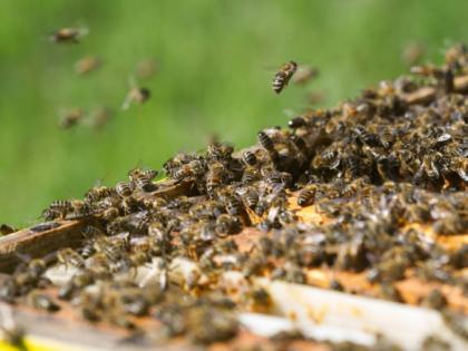 Bee Attack in Pune: 10 Injured as Swarm of Bees Stings Visitors and ...