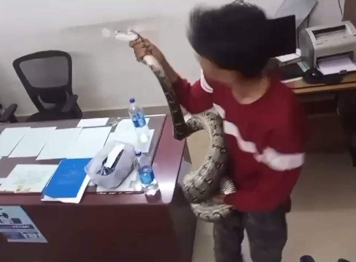 Navi Mumbai: Massive Python Found at Belapur Police Station, Safely Rescued (Watch Video) - www ...