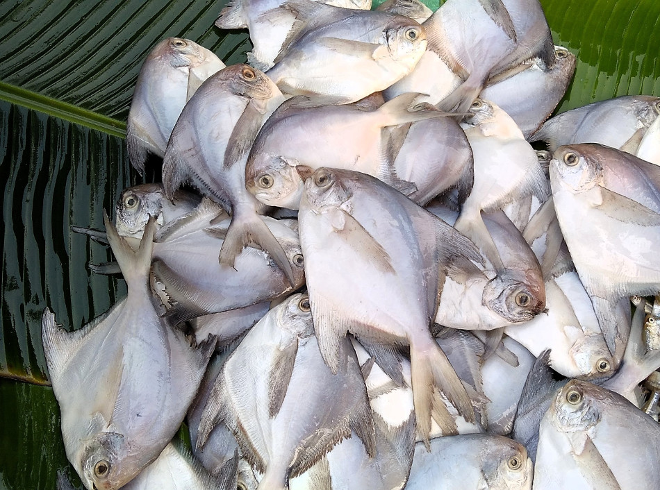 Silver pomfret declared ‘state fish’ of Maharashtra - www.lokmattimes.com