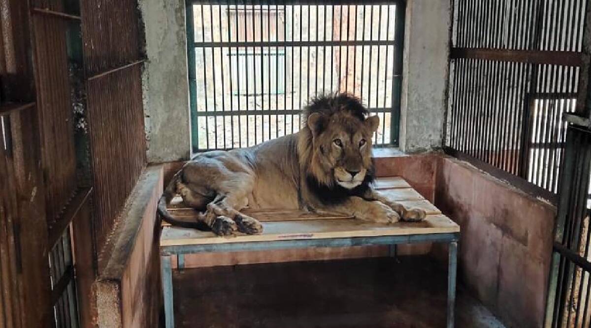 Mumbai: Sanjay Gandhi National Park’s oldest lion Jespa passes away ...