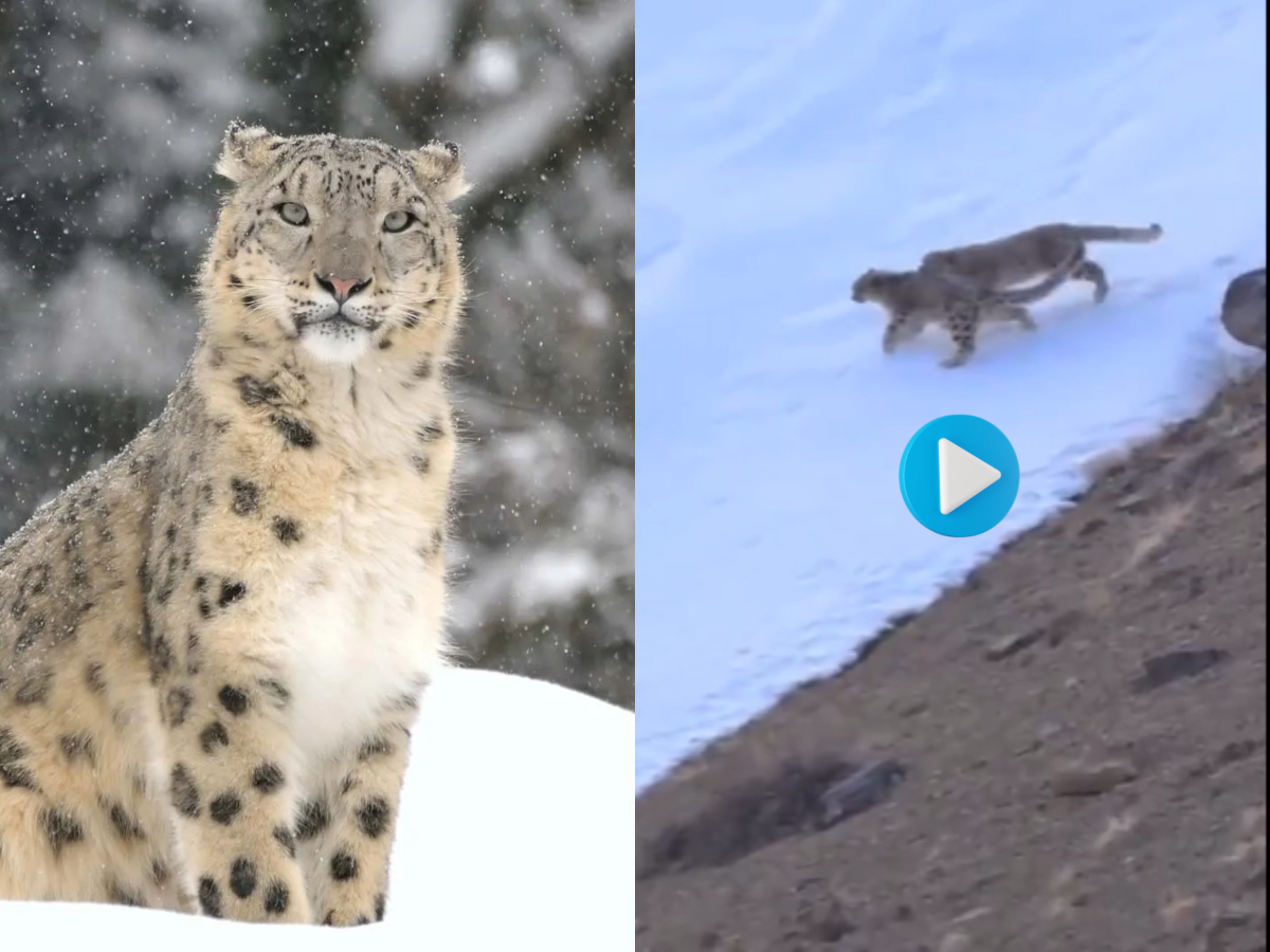 Watch: Snow Leopards Playfully Dance and Slide on Snow in Ladakh's ...
