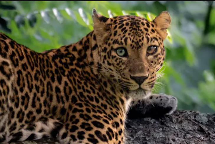 Rare Genetic Mutation Causes Two Different Eye Colors in Leopard at ...