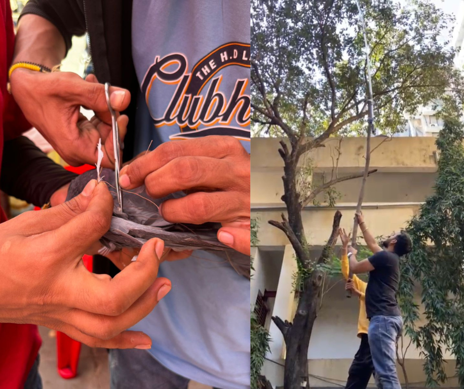 Makar Sankranti in Mumbai: Silent Heroes Rescue Thousands of Birds from ...