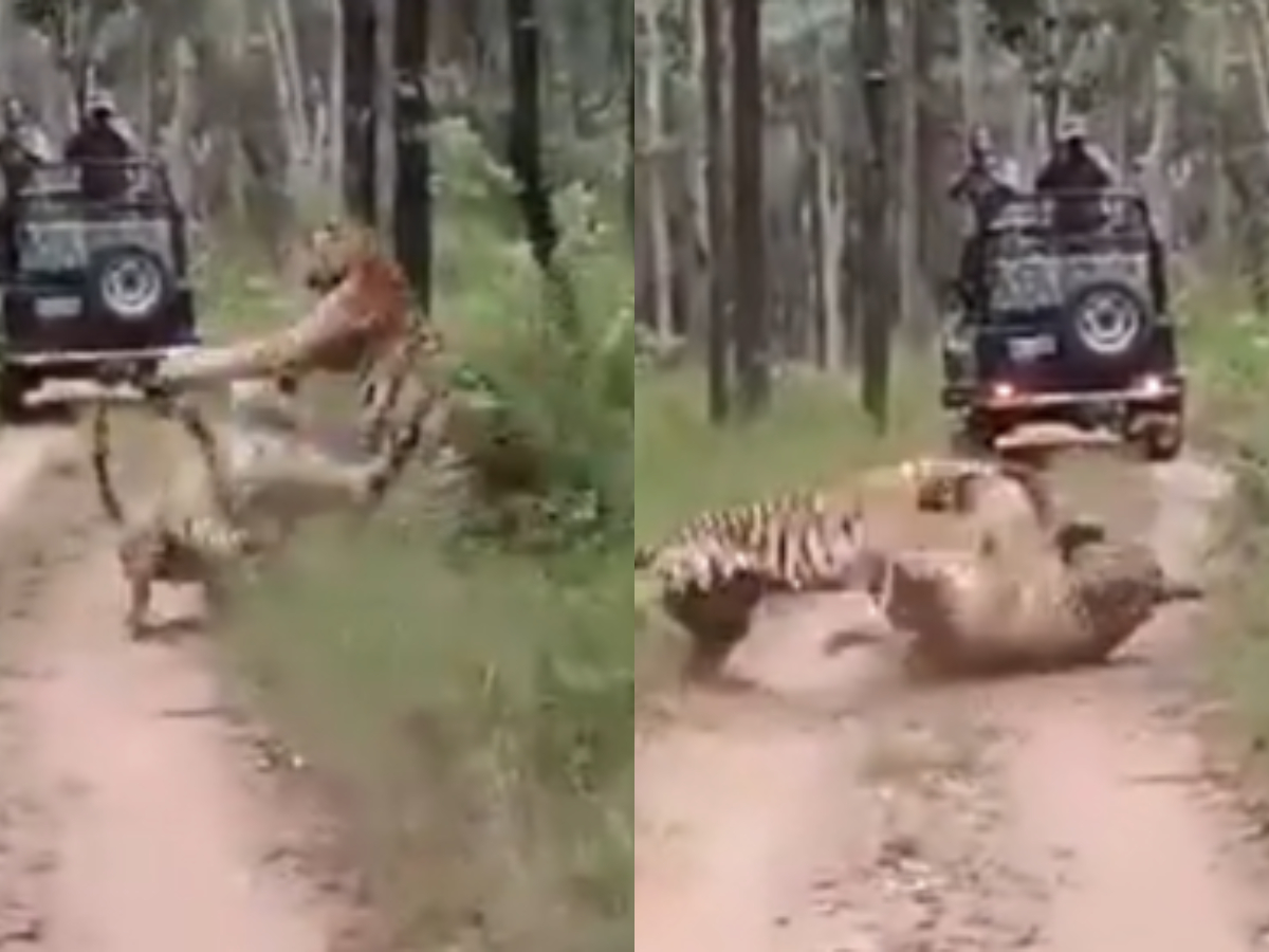 Nagpur Tiger Fight: Two Tigress Fighting Over Boundary Dispute Goes ...