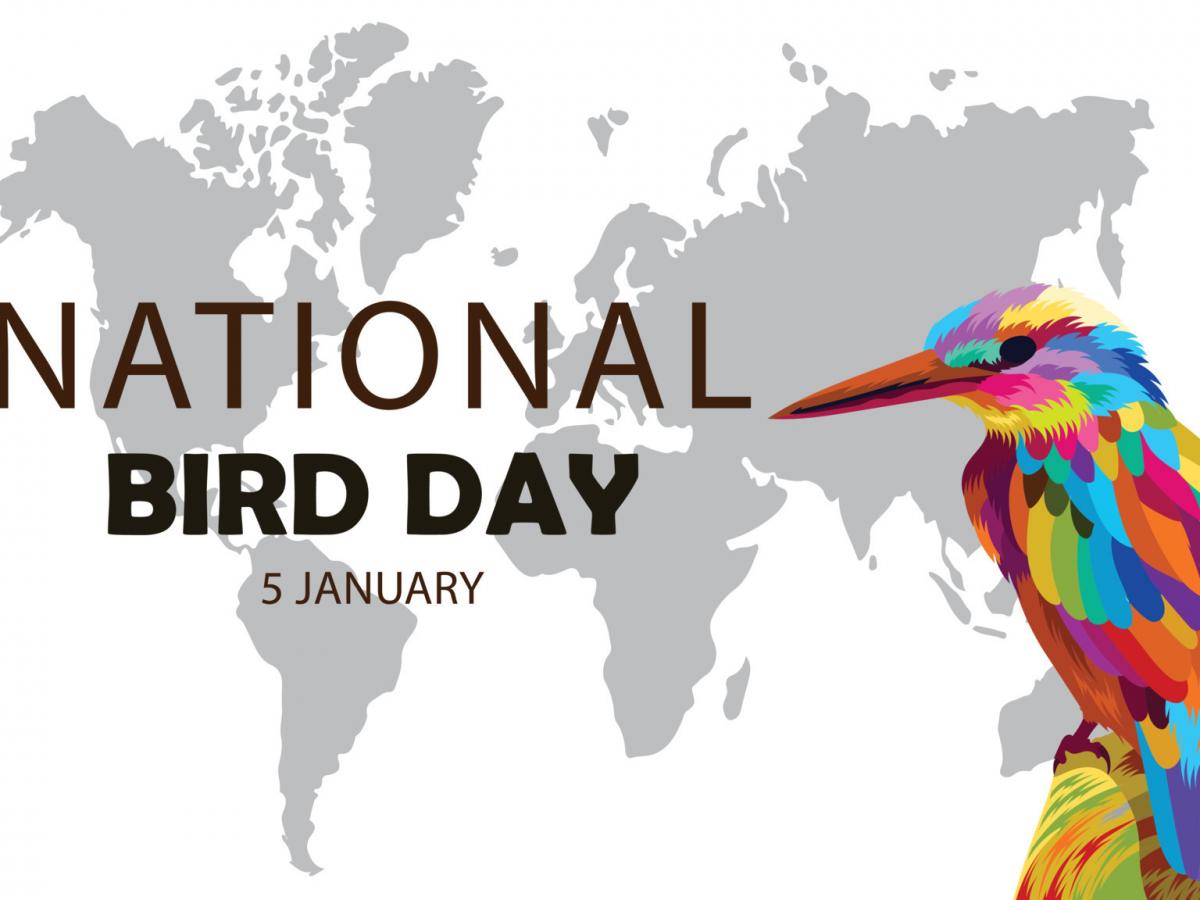 National Birds Day 2024: Why do we celebrate the special day on January ...