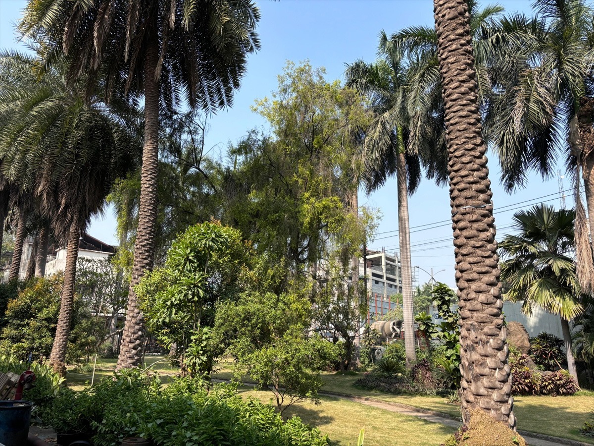 Navi Mumbai: Green Activists Urge NMMC to Save 200 Trees in Pawane ...