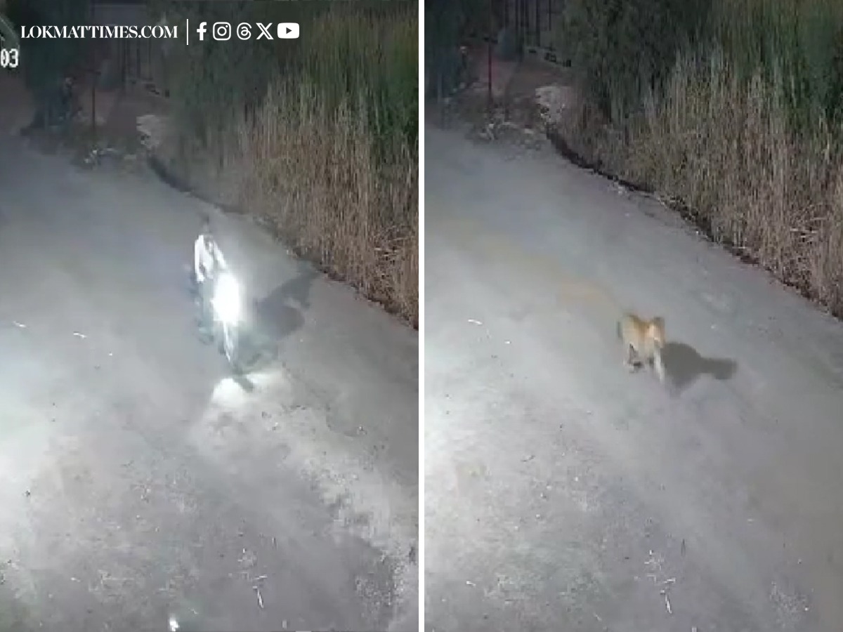 Pune: Two Leopards Chase Man Riding Motorcycle in Shirur; Video Goes ...