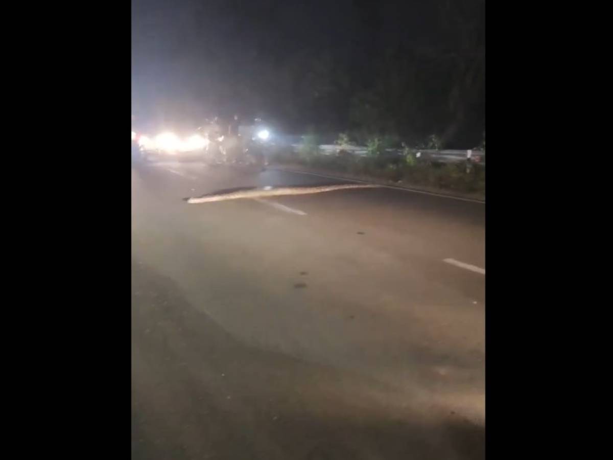 Uttarakhand: Huge Python Stops Traffic on Dehradun Road, Video Goes ...