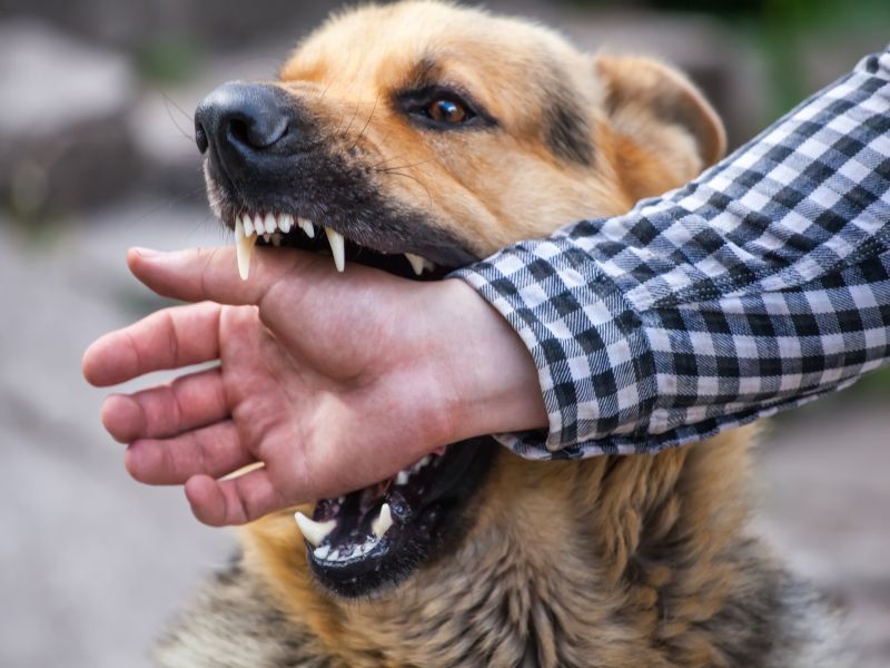 Maha health department declares Rabies as viral disease - www ...