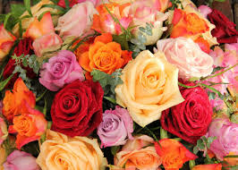 Rose Day 2024: A Guide to 10 Rose Colors and Their Significance - www ...