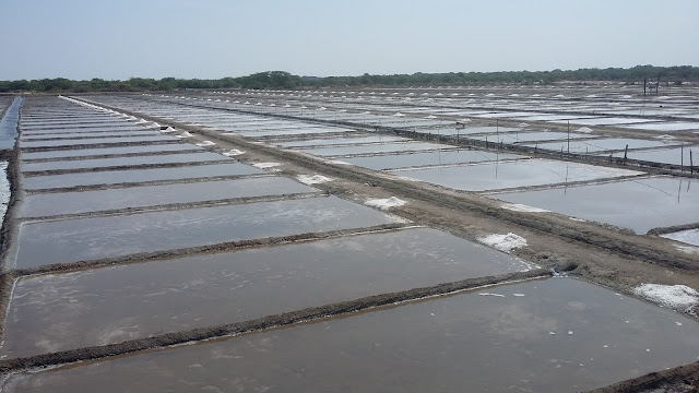 SRA Unaware of Slum Rehab Plans on Mumbai’s Salt Pan Lands, RTI Reveals ...
