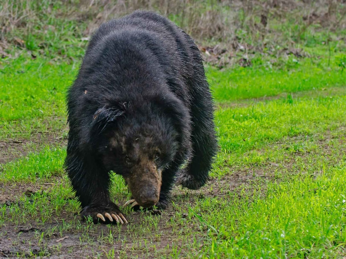 Maharashtra: 13-Year-Old Boy Serious Injured After Sloth Bear Attack in ...
