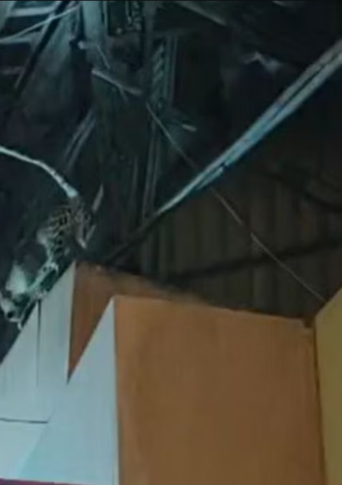 Mumbai: Leopard spotted on Marathi serial set in Goregaon Film City - www.lokmattimes.com