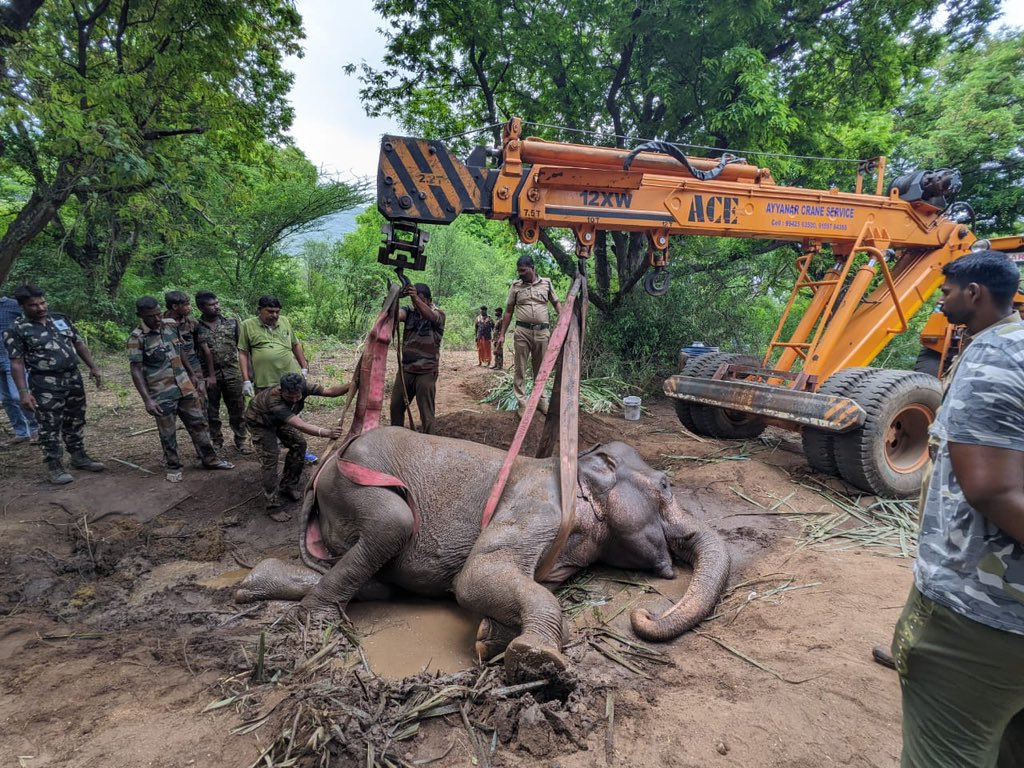 Miracle in the Wild: Elephant Mother Rescued from Brink of Death ...
