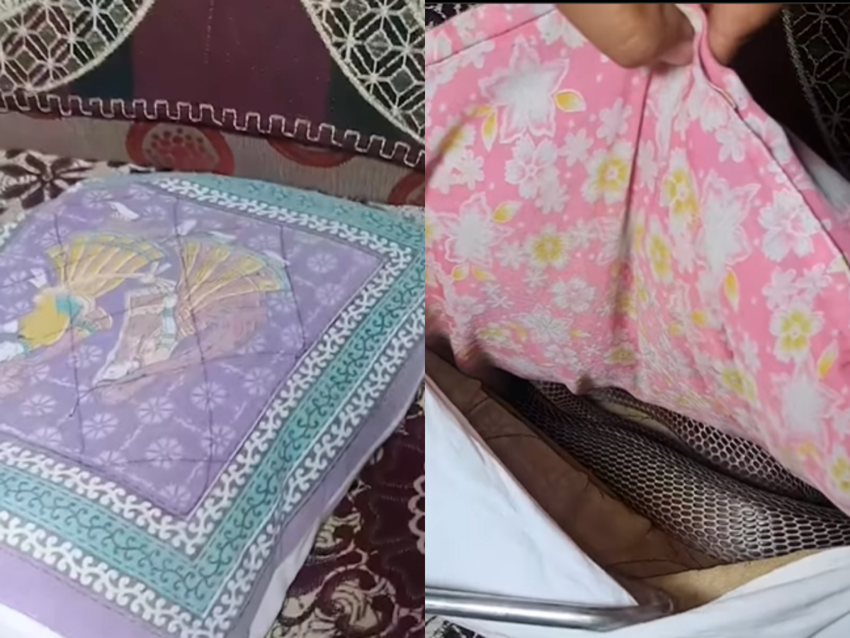 Watch: Deadly Snake Found Hiding Inside Pillow Cover in Nagpur; Viral ...