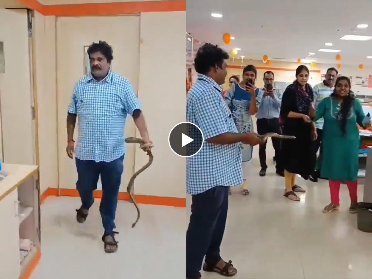 Snake in Bank Video: Reptile Disrupts Bank of Baroda Operations in ...