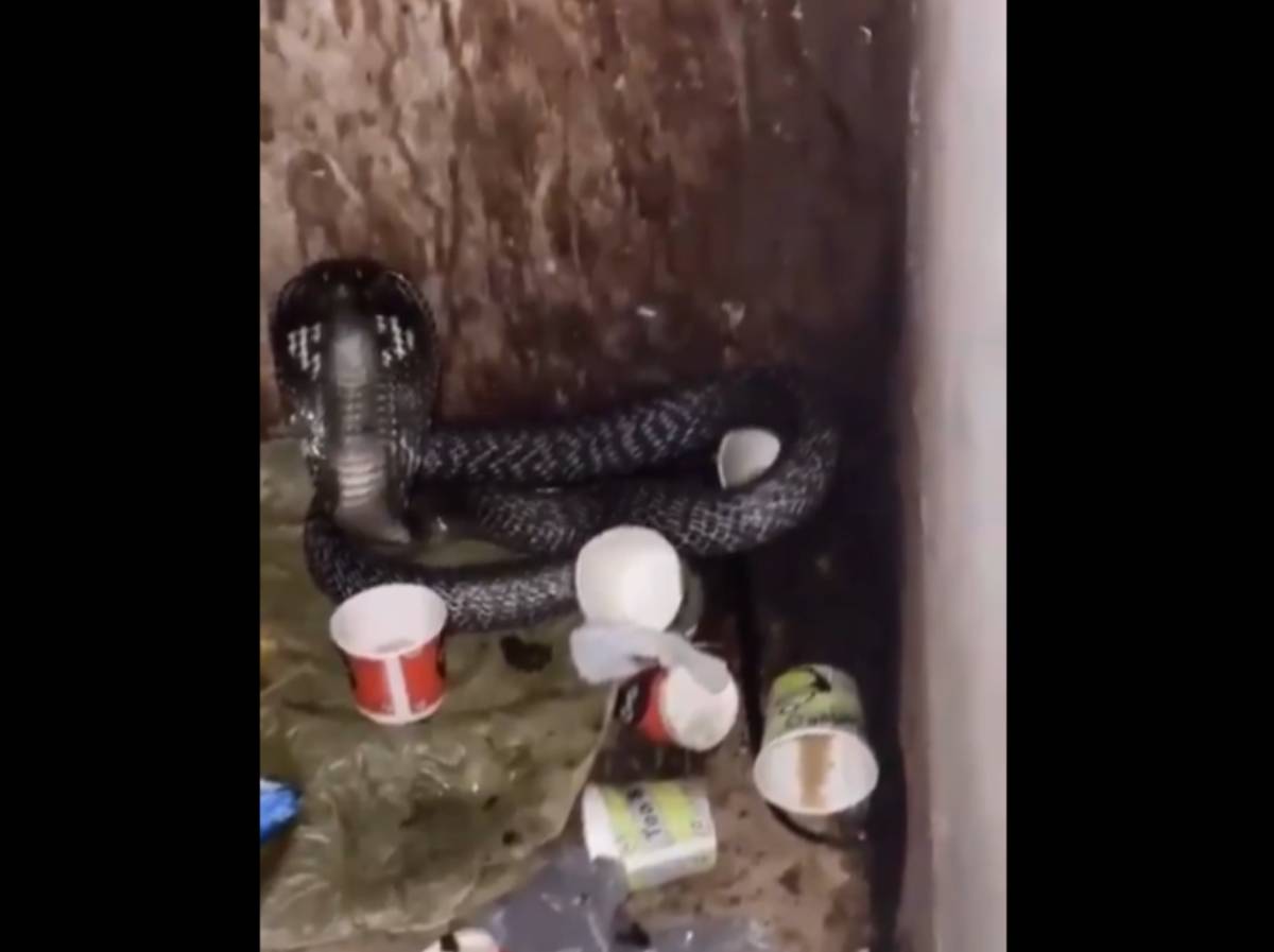 Snake in Uttar Pradesh Police Station: Cobra Found Inside Jail in ...