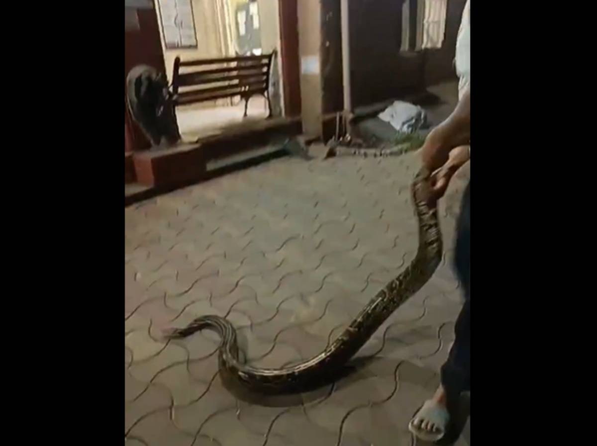 Mumbai: Huge Python Snake Rescued From Mahim Police Station Premisses ...