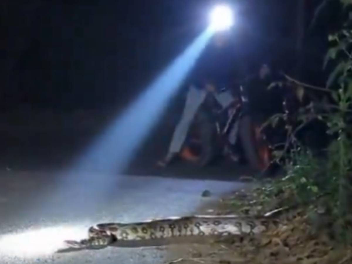 Snake Spotted in Goregaon: Viral Video of Huge Rock Python Seen ...