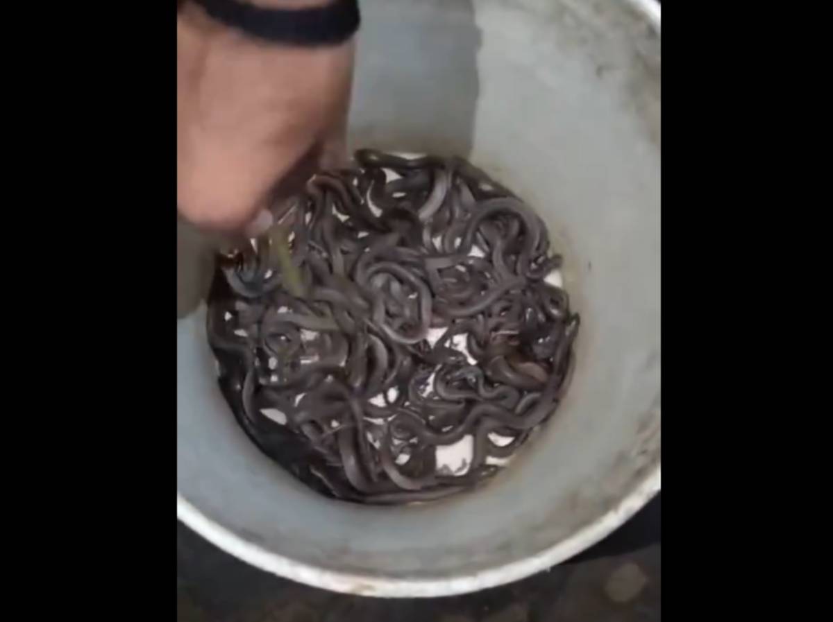 Uttar Pradesh: At Least 120 Baby Cobras Crawl Out of House in ...