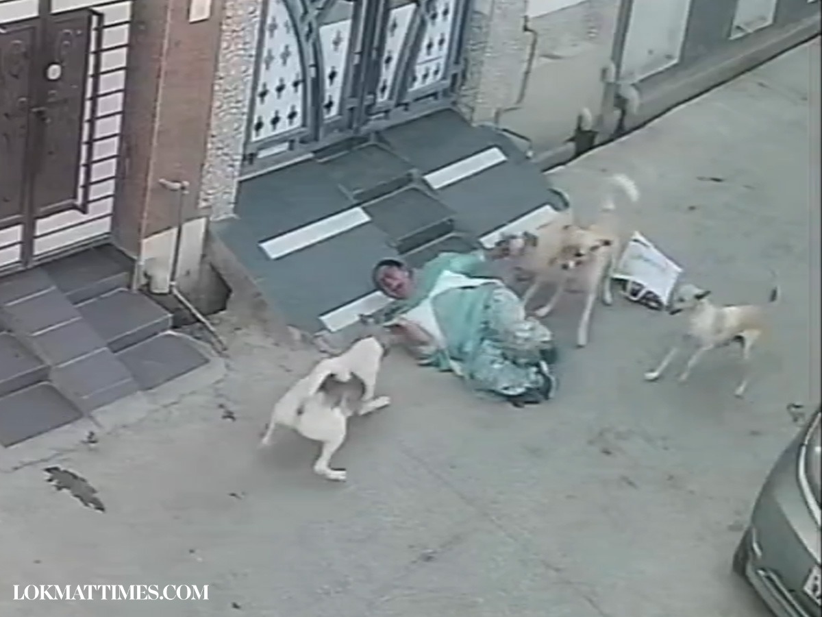 Stray Dog Attack Caught on Camera: Woman Bitten by Dogs in Rajasthan's ...