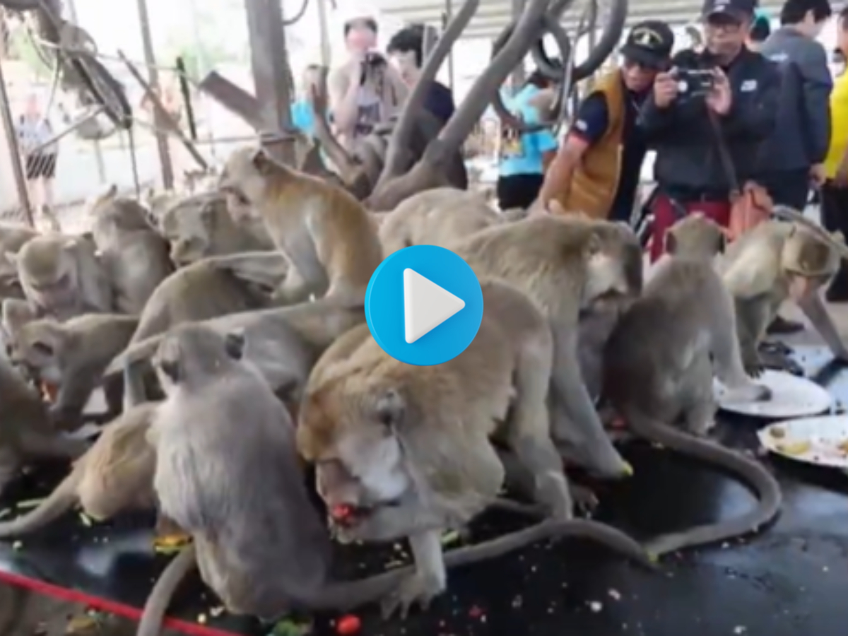 Thailand: Monkeys Enjoy Lavish Feast at Phra Prang Sam Yod During ...