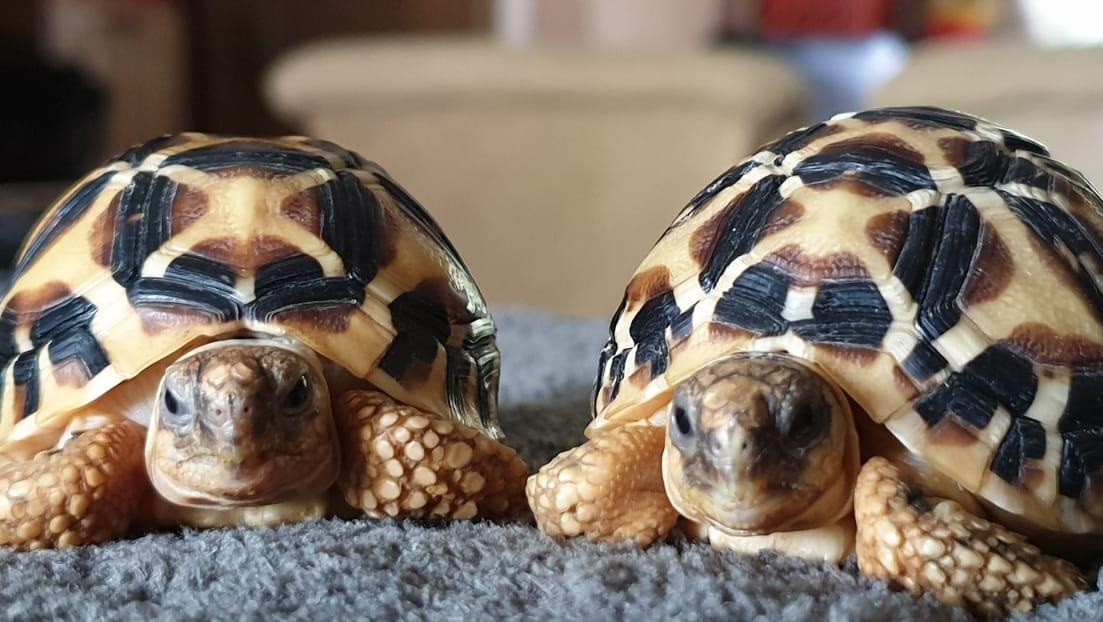 Mumbai: 10 rare star tortoises seized from Crawford market - www ...