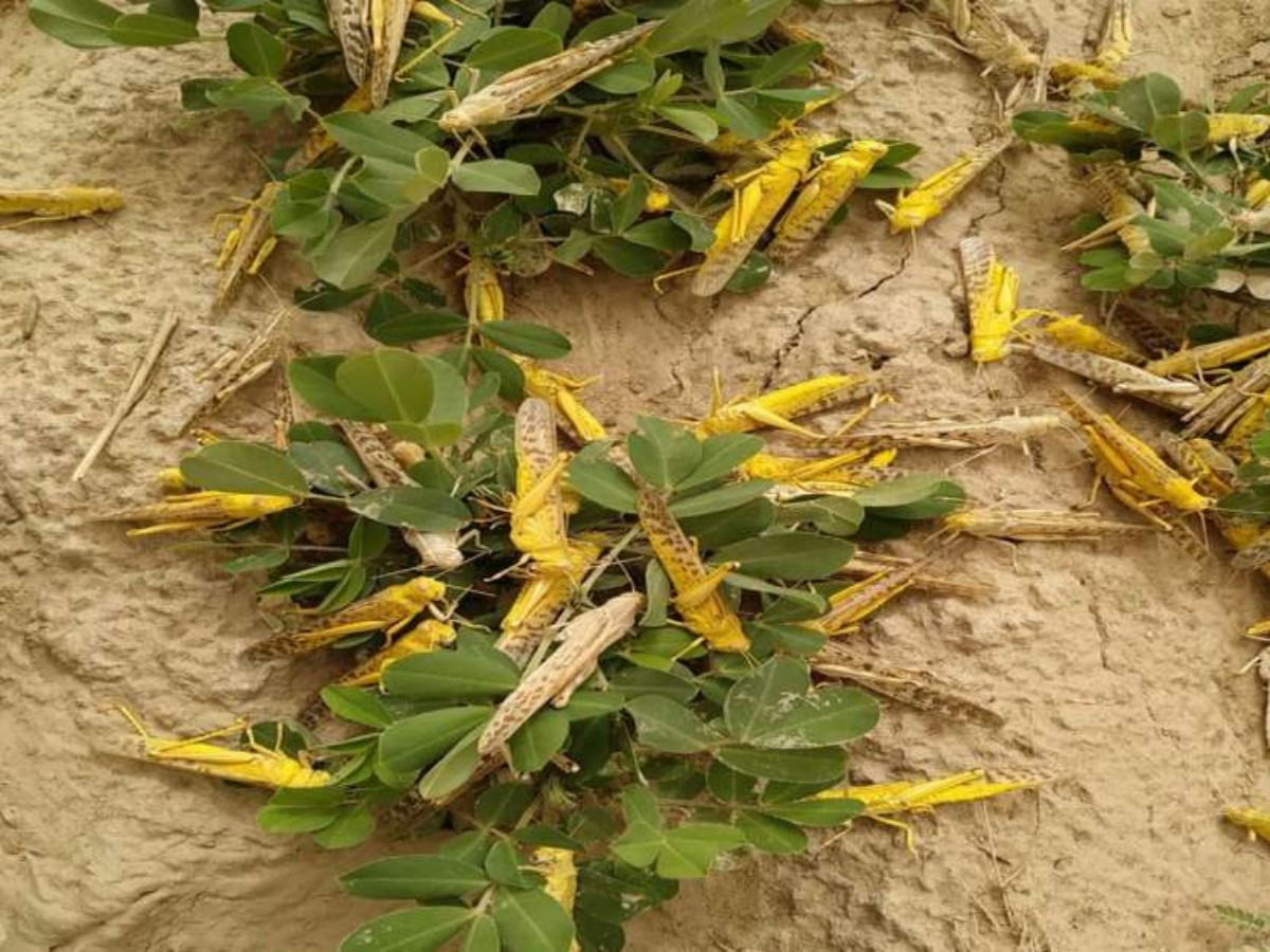 3.60 lakh hectares hit in Rajasthan's worst locust attack in 60 years ...