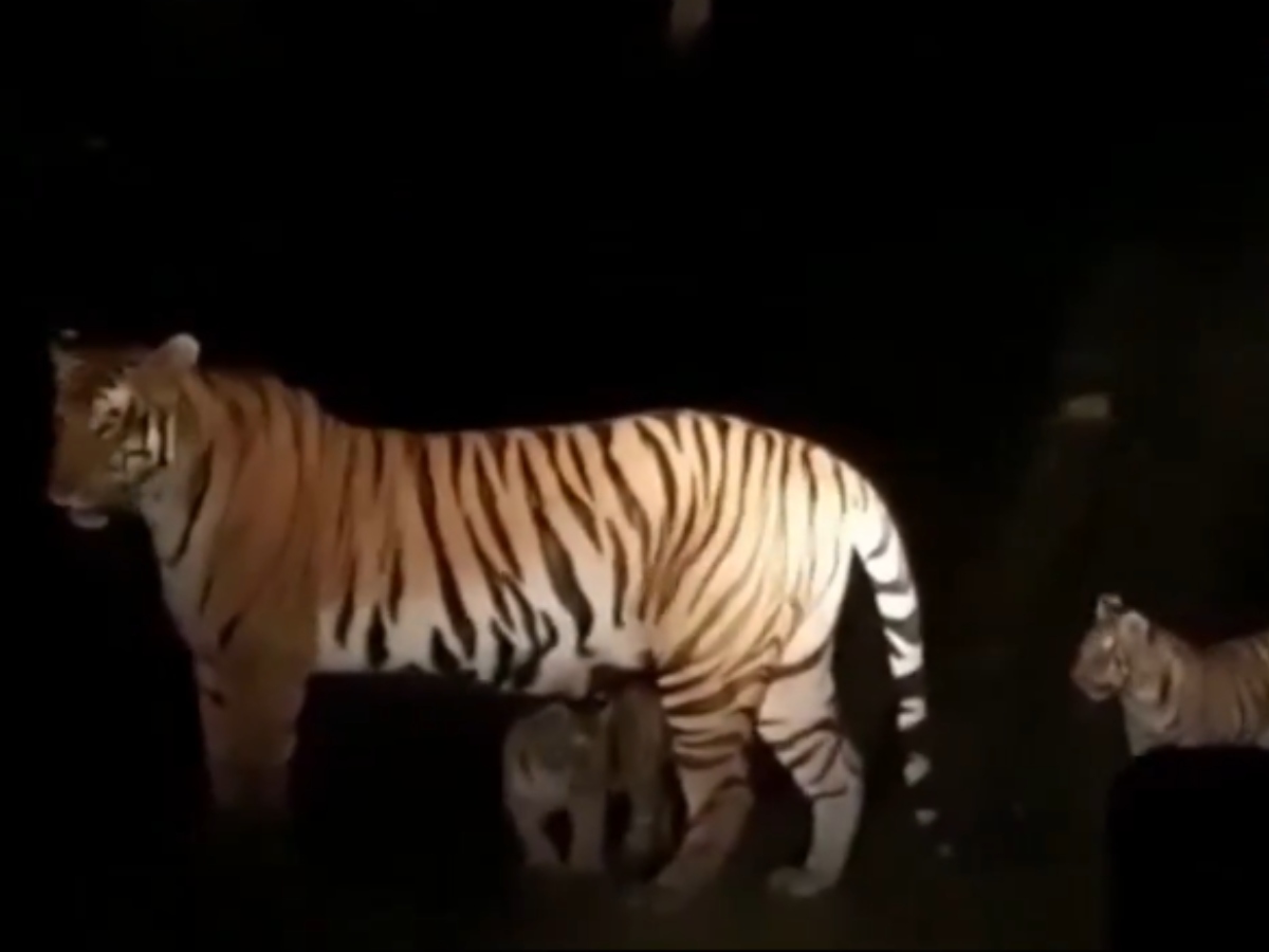 Tiger Spotted in Mysuru: Tigress With Cubs Seen Near Lake in Nanjangud ...