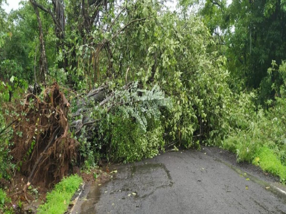 Nashik: One Injured After Tree Falls on Car in CBS Area - www ...