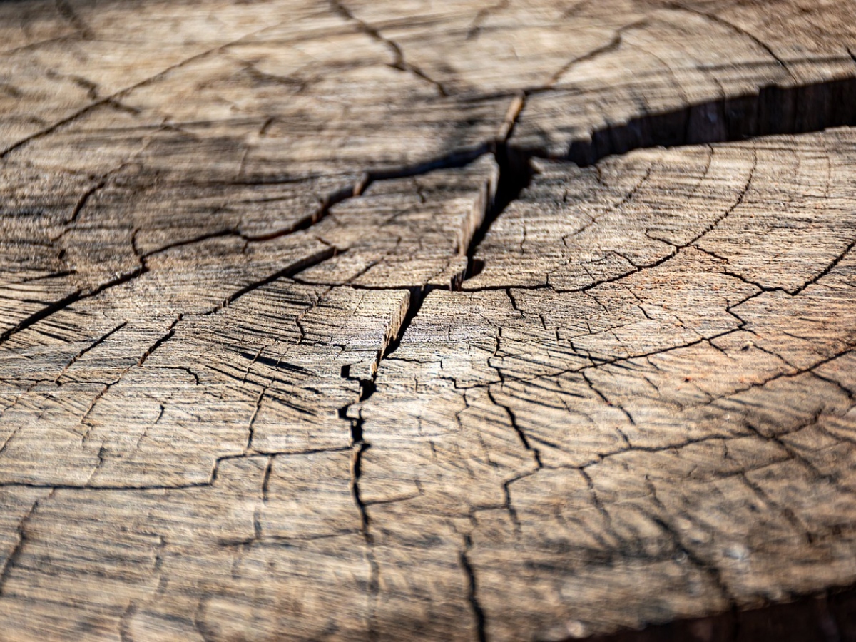 Navi Mumbai: 8 Full-Grown Trees Axed for Residential Project in ...